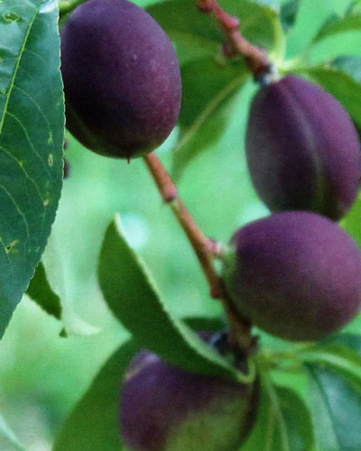 Plums – Weed Orchards and Winery
