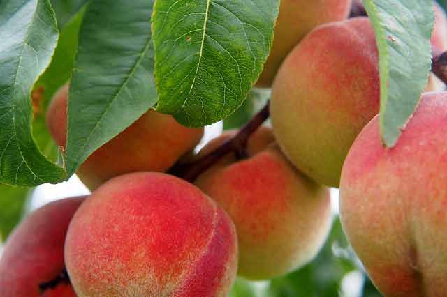 Farm – Weed Orchards and Winery